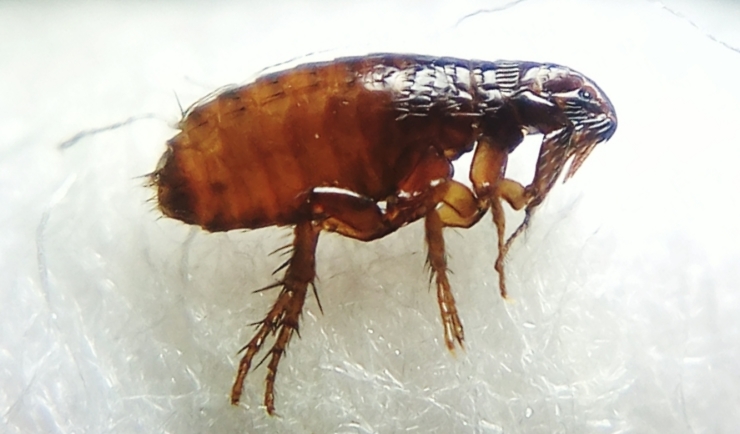 Vlooien bestrijding Rotterdam | Maasstad Faunabeheer | Meer weten?